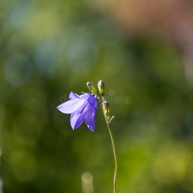 Sunlit Single Bluebell Closeup Stock Photo - Image of blossom, flower ...