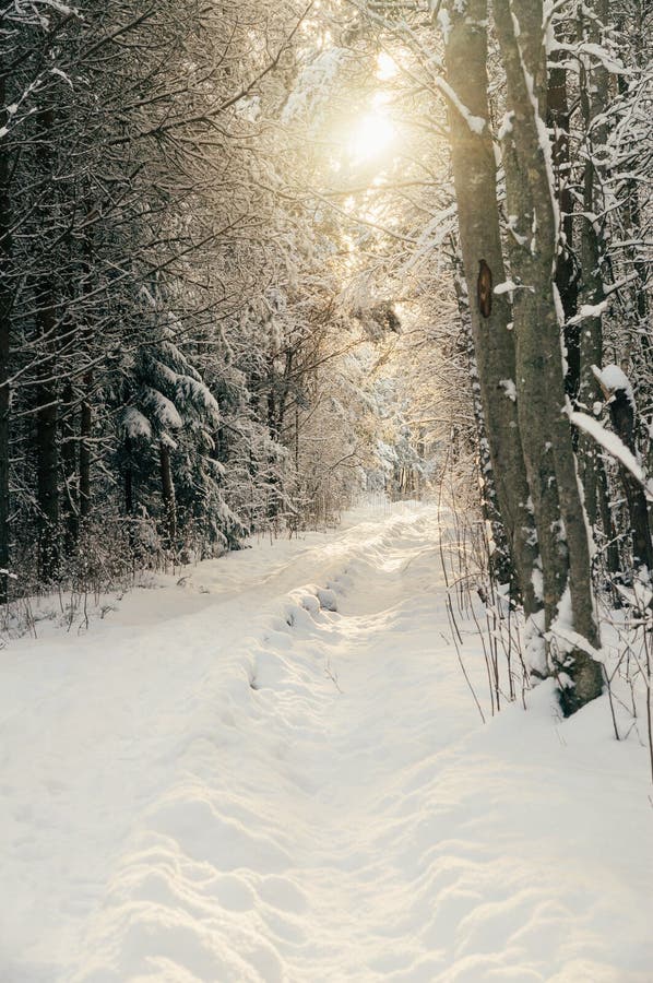 Sunlit Snowy Pathway in Wintry Forest Stock Photo - Image of chilly ...