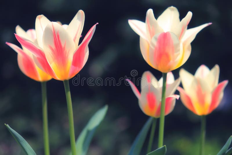 Sunlit Soft Focus Pink and White Marilyn Tulip Flower Heads Stock Image ...