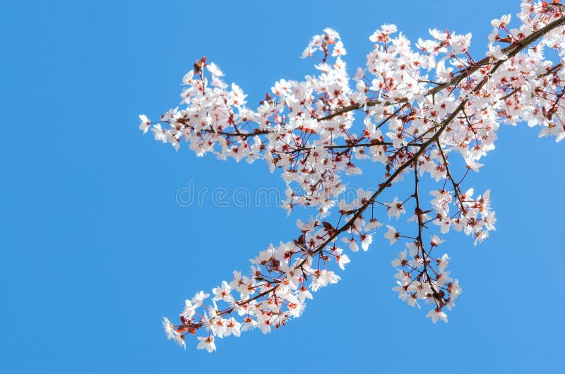 Spring window stock photo. Image of spring, interior, wooden - 682864