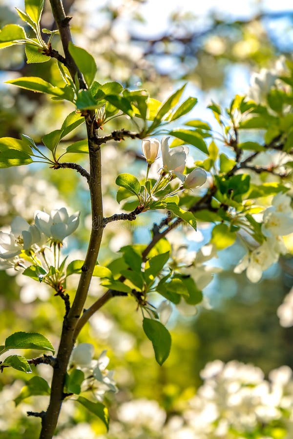 Sunlit Spring Flowers Blooming in a Park Stock Image - Image of sunlit ...