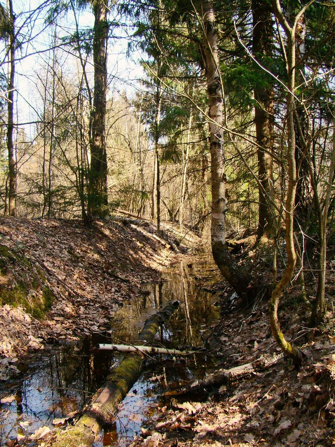 Sunlit Spring Forest Landscape with Stream and Trees Stock Photo ...