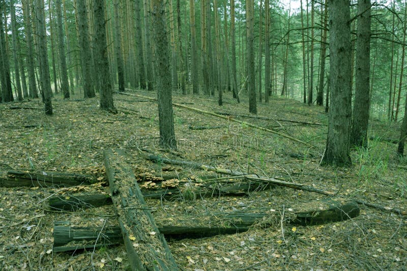 Sunlit Spruce Tree Forest Part of the Corners. Stock Photo - Image of ...