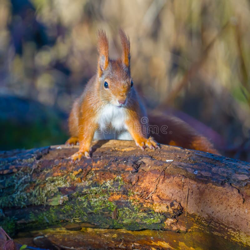 Sunlit Squirrel Stands on a Thick Tree Trunk Looking at the Camera ...