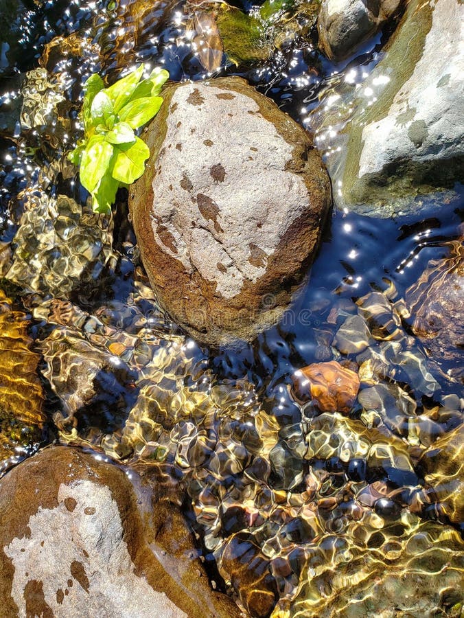 Sunlit Stream with Rocks and Leaves Stock Image - Image of rough ...