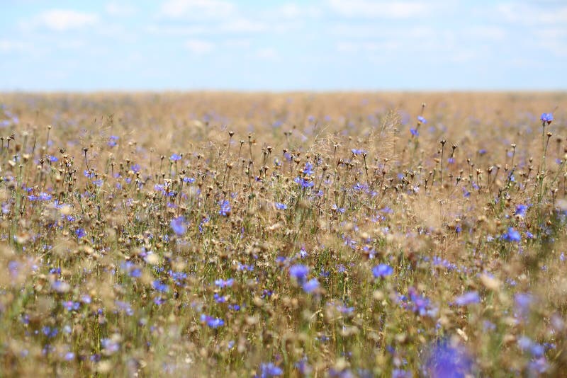 Sunlit Summer Cornflower Field Landscape Stock Photo - Image of floral ...