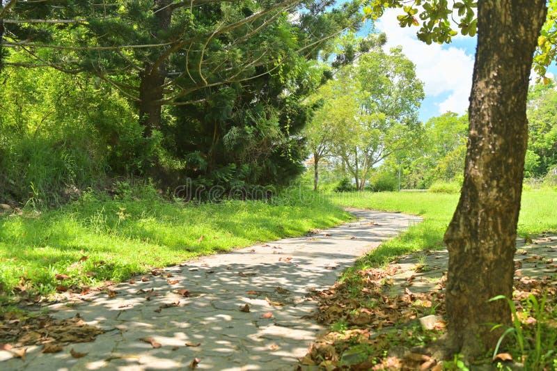 Sunny Summer Walk on a Lush Park Path Stock Photo - Image of scenics ...