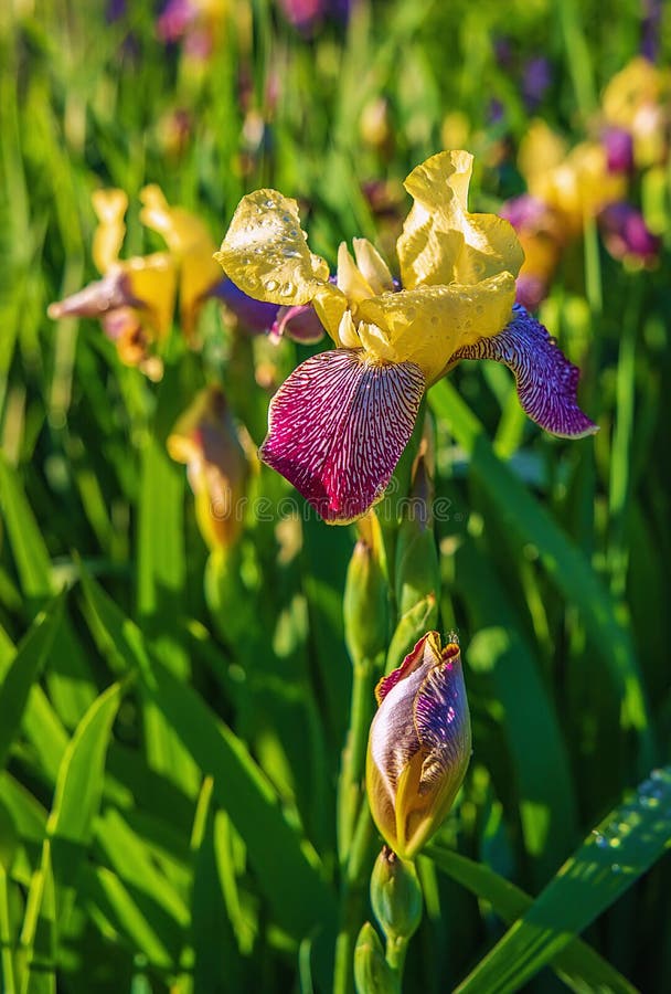 Sunlit Summer Flower Blooming Stock Image - Image of flora, view: 222572501