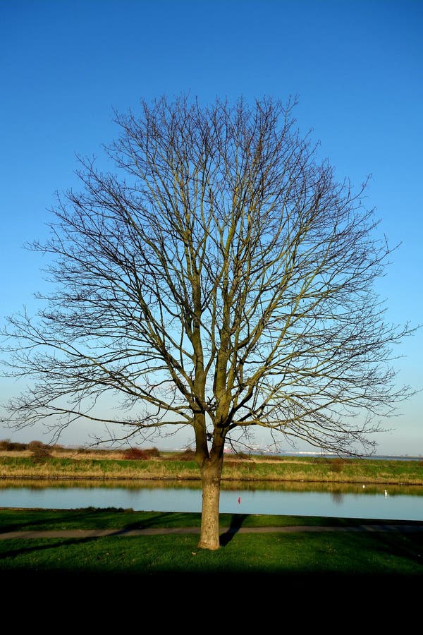 Sunlit Tree in Autumn stock photo. Image of blue, tree - 171704384