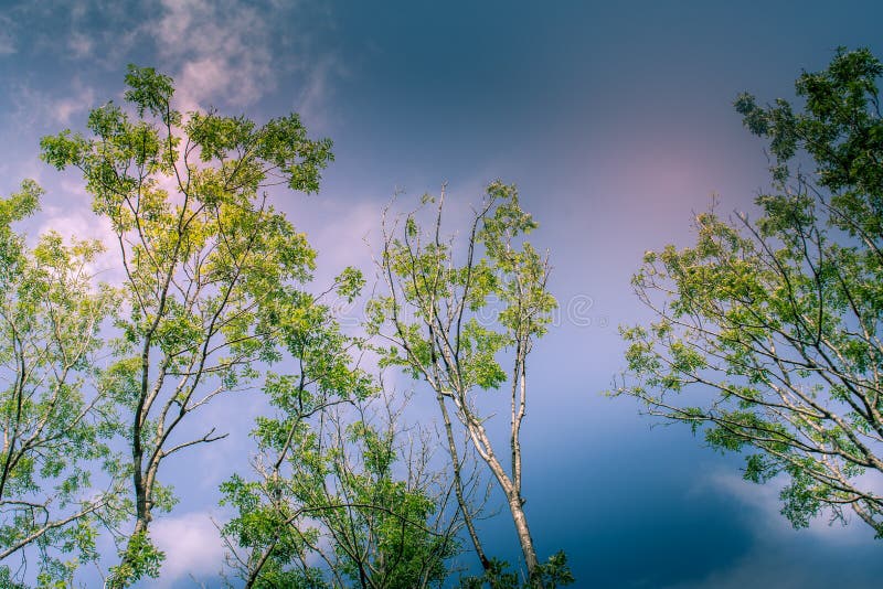 Sunlit Tree Canopy Dappled with Golden Light and Blue Sky UK Stock ...