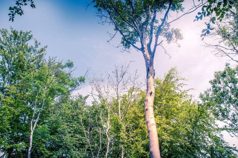 Sunlit Tree Canopy Dappled with Golden Light and Blue Sky UK Stock ...