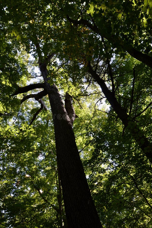 Sunlit Tree Canopy at Peter S Woods Stock Image - Image of bark, nature ...