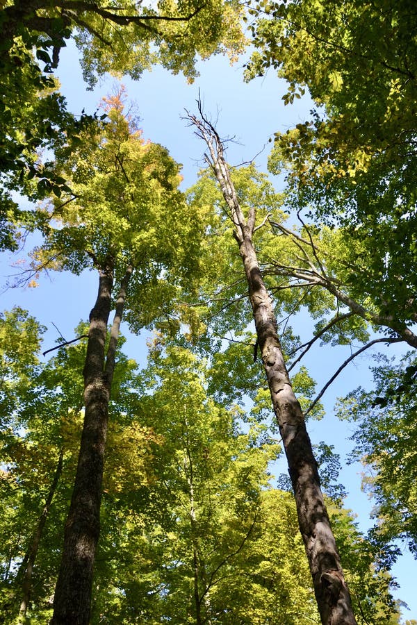 Sunlit Tree Canopy at Peter S Woods Stock Image - Image of ecology ...
