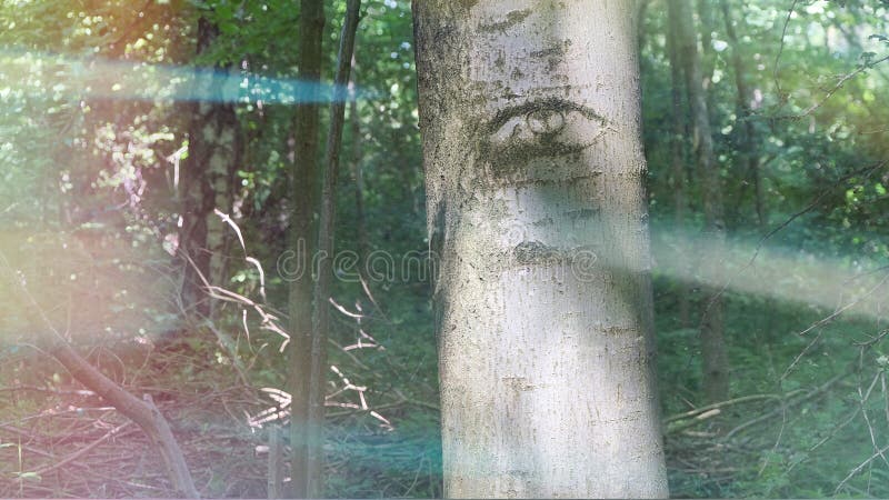 Sunlit Tree with Eye-Like Pattern in Forest Stock Image - Image of ...
