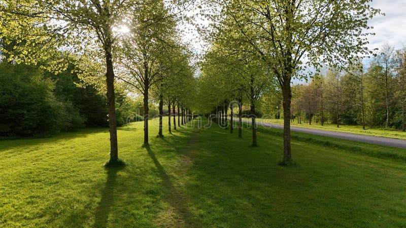 Sunlit Tree-Lined Path with Shadows Stock Image - Image of fall ...