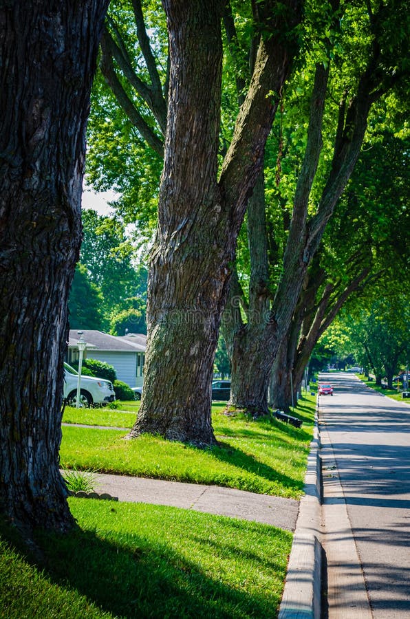 Sunlit Tree-lined Suburban Street Stock Photo - Image of large, trees ...