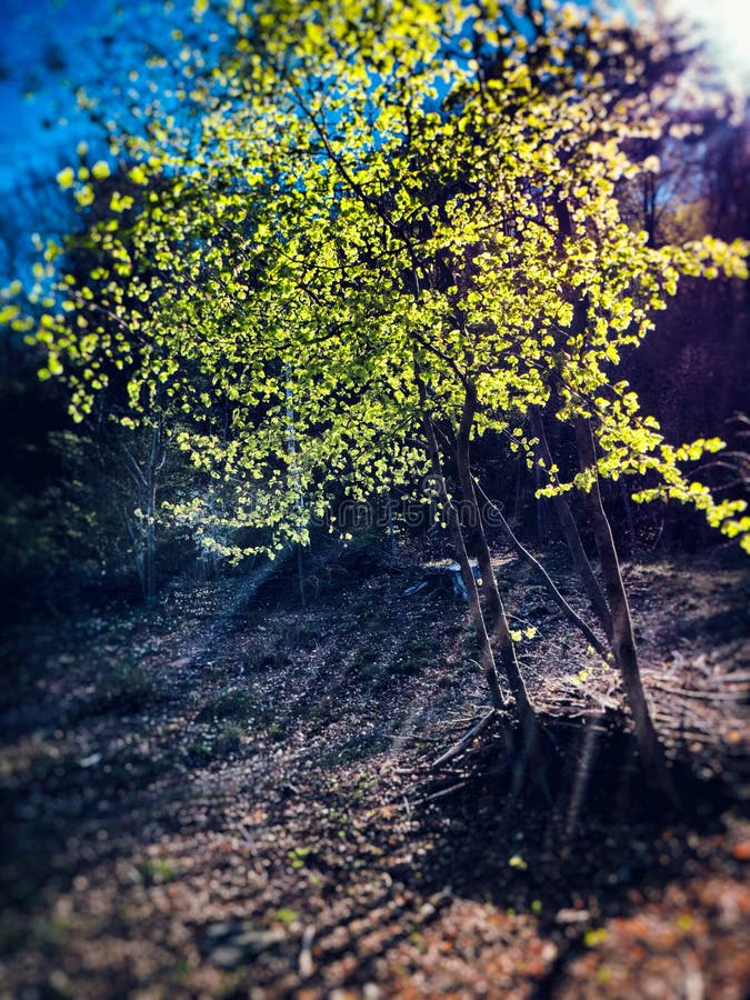 Sunlit Tree Tops Reflect in Water Stock Image - Image of highlands ...