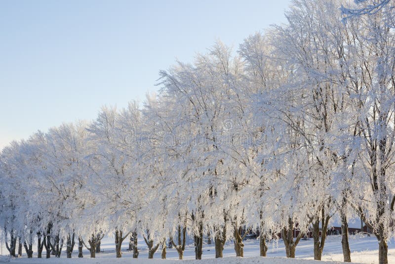 Sunlit tree row stock photo. Image of frozen, calm, scenic - 79956708