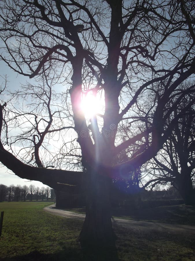 Sunlit Tree stock photo. Image of tree, branches, sunlight - 89586730
