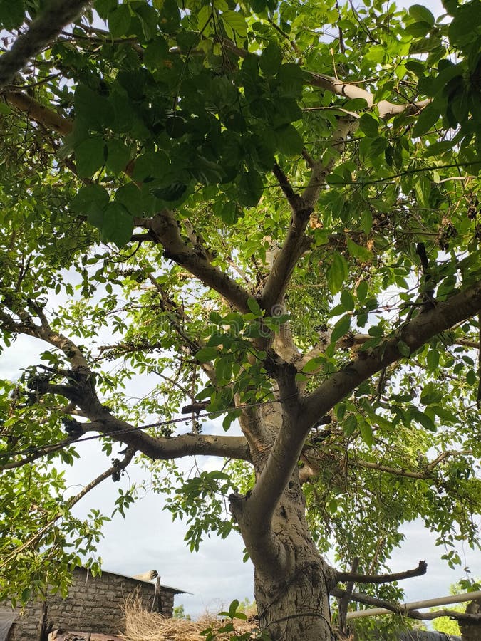 Sunlit Tree of the Village stock photo. Image of greenery - 387376896
