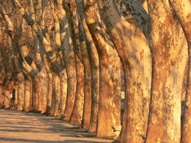 Sunlit forest stock photo. Image of natural, walk, light - 13719088