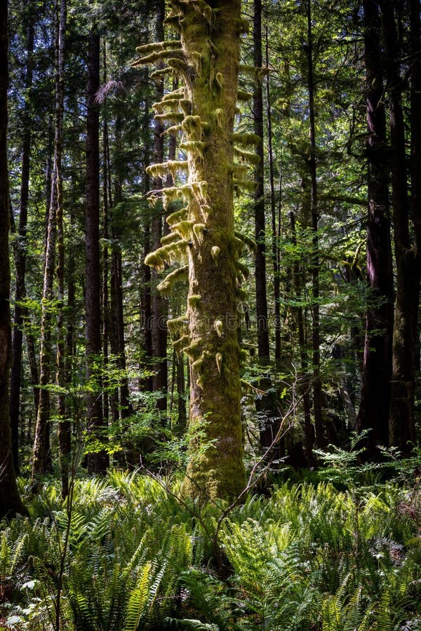 Sunlit Trees Along the Cedar Grove Trail Stock Photo - Image of island ...