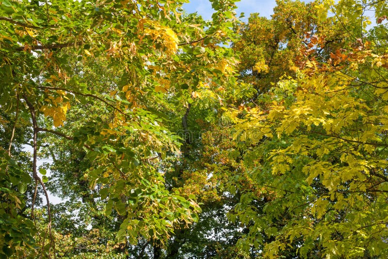 Sunlit trees in autumn stock image. Image of oxygen, branches - 44157171