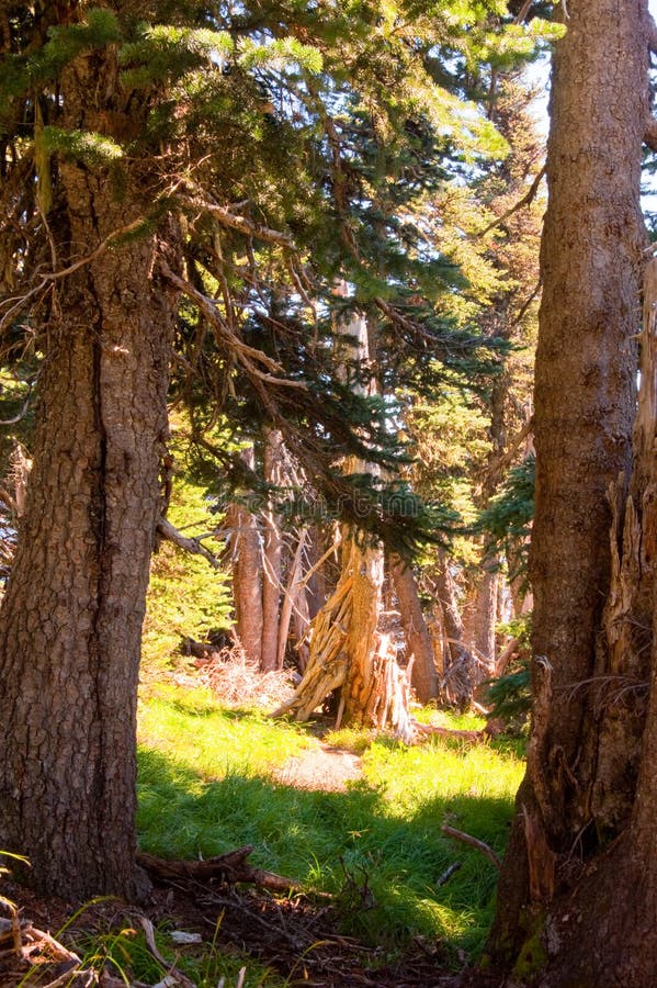 Sunlit trees in a forest stock image. Image of nature - 105491355