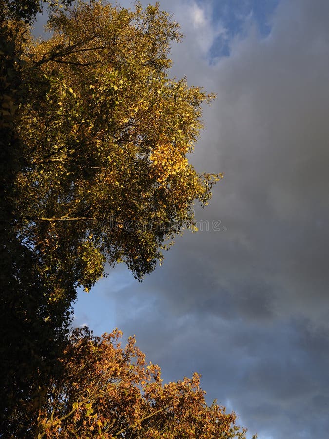 Sunlit Trees Highlighted Against a Dark Cloudy Sky Stock Image - Image ...
