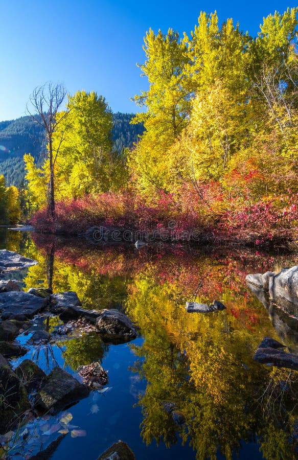 Fall Foliage on the Shore of the Skykomish River, Washington State ...