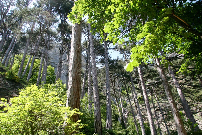 Sunlit trees stock photo. Image of forest, green, rock - 67040032