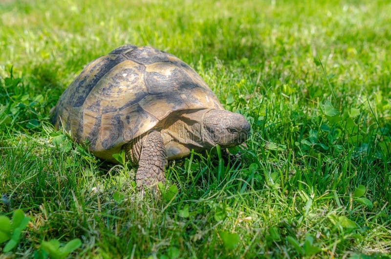 Sunlit Turtle In The Garden Sitting On The Green Grass A Land Turtle