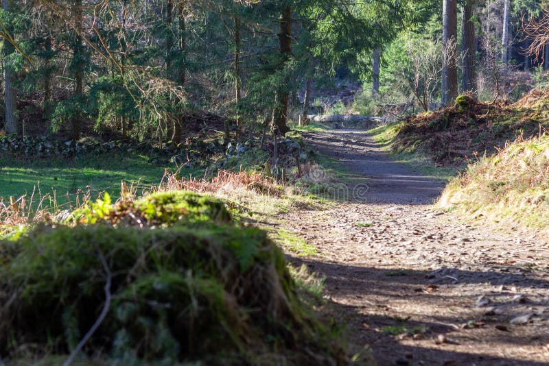 Sunlit Walking Path Amoung the Trees in Tyrebagger Forest Stock Image ...