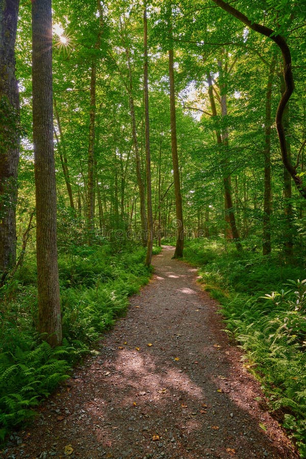 4,731 Sunlit Nature Path Stock Photos - Free & Royalty-Free Stock ...