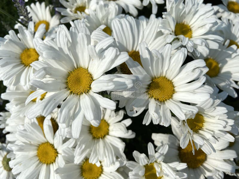 Sunlit White Daisy Flowers in June in Spring Stock Photo - Image of ...