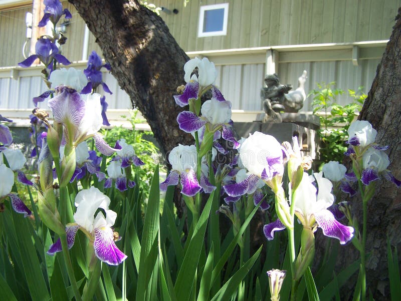 White Iris in the Fork of the Tree Stock Photo - Image of early, flower ...
