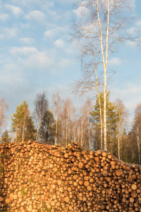 Sunlit Pulpwoodpile in a Forest Stock Photo - Image of biomass, organic ...