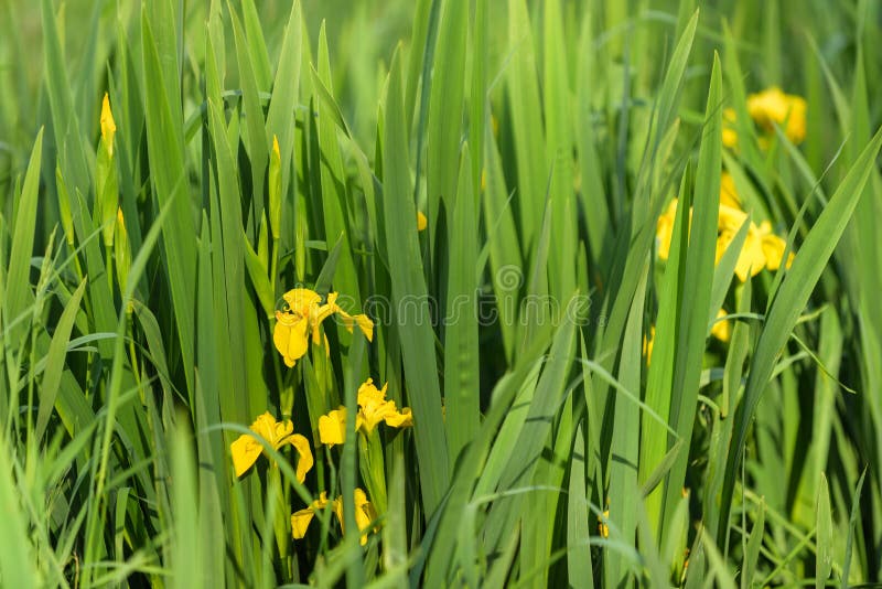 Sunlit yellow iris plants stock image. Image of perennial - 94950229