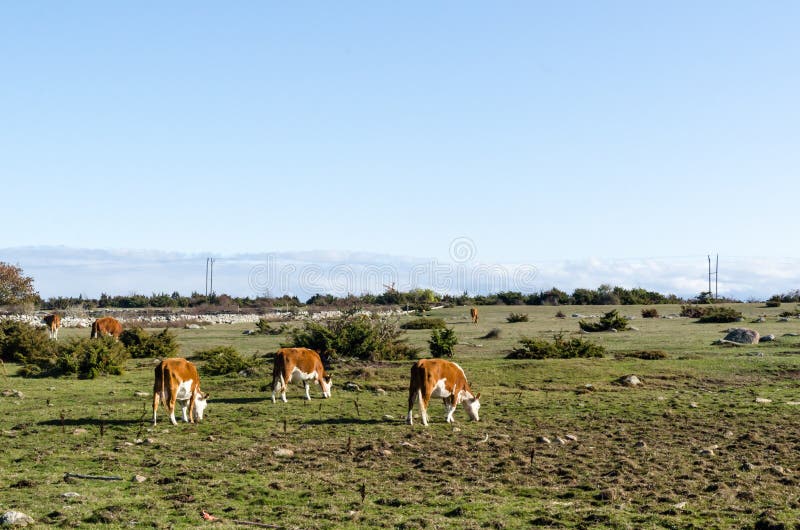 Sunlit Young Cows in a Pastureland Stock Image - Image of grazing ...