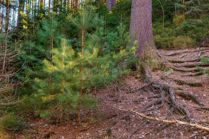 Sunlit Young Pine Trees in Forest with Tree Roots and Mossy Ground Stock Image - Image of pine ...