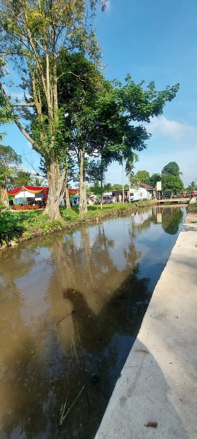 Sunmori stock image. Image of nature, flower, garden - 271386109