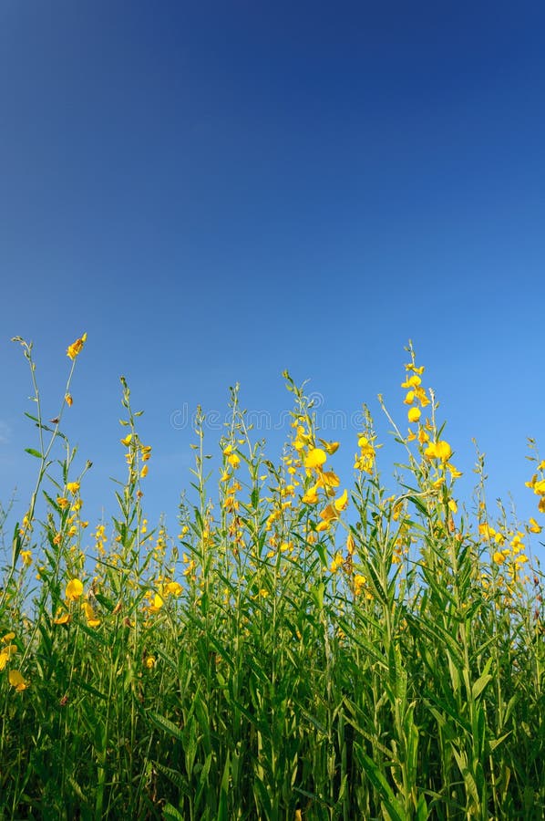 Sunn Hemp Field with Clear Blue Sky. Stock Photo - Image of countryside ...