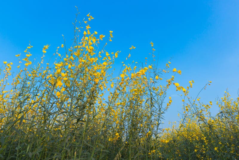 Sunn Hemp Field (Crotalaria Juncea) Stock Image - Image of bright ...