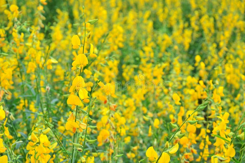 Sunn hemp field stock photo. Image of madras, hemp, fresh - 183538692