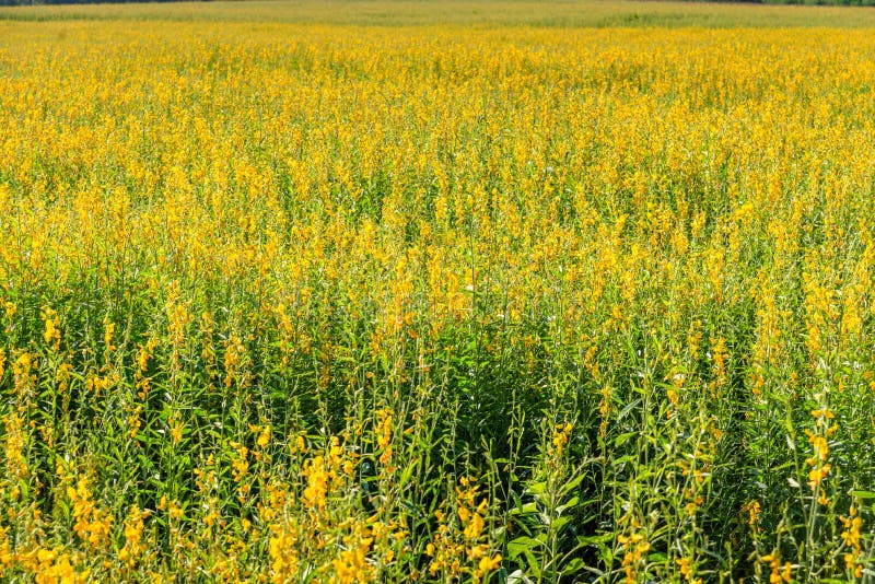 Sunn hemp flower stock image. Image of flora, asian - 227253359