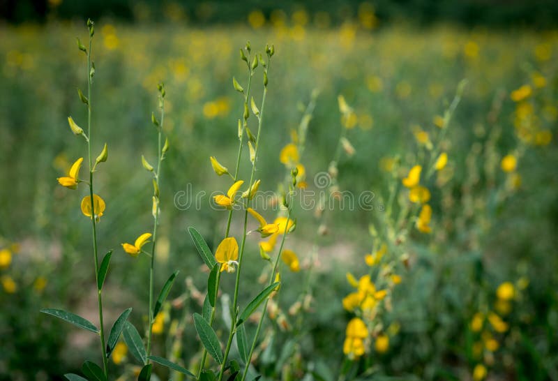 Sunn Hemp Flower Field Blooming Stock Photo - Image of flower ...