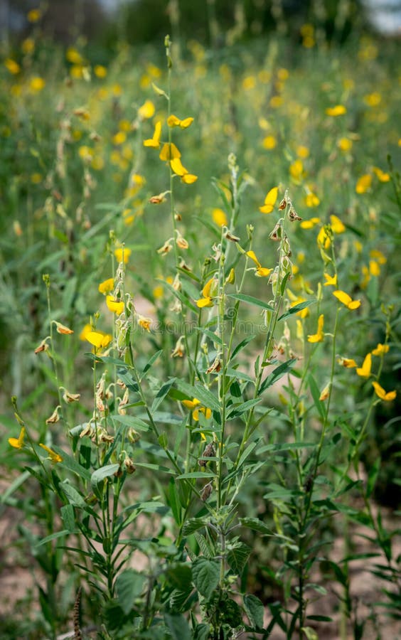 Sunn Hemp Flower Field Blooming Stock Photo - Image of flower, floral ...