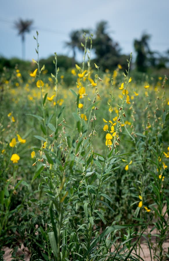 Blooming Sunn Hemp Flowers Swinging in the Wind Stock Photo - Image of ...