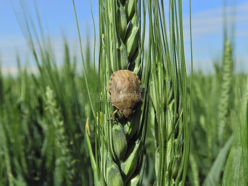 Sunn Pest (Eurygaster Maura) on the Wheat Ear. Stock Photo - Image of ...