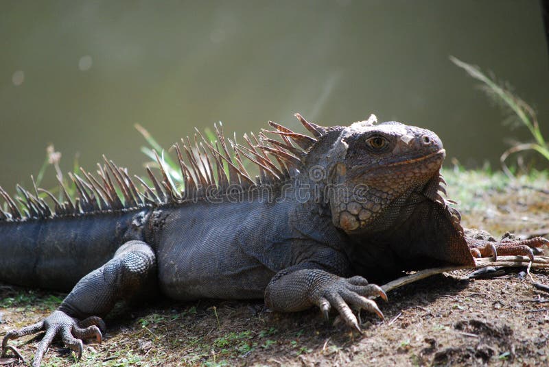 Gray iguana stock photo. Image of lagarto, iguana, wild - 19891044